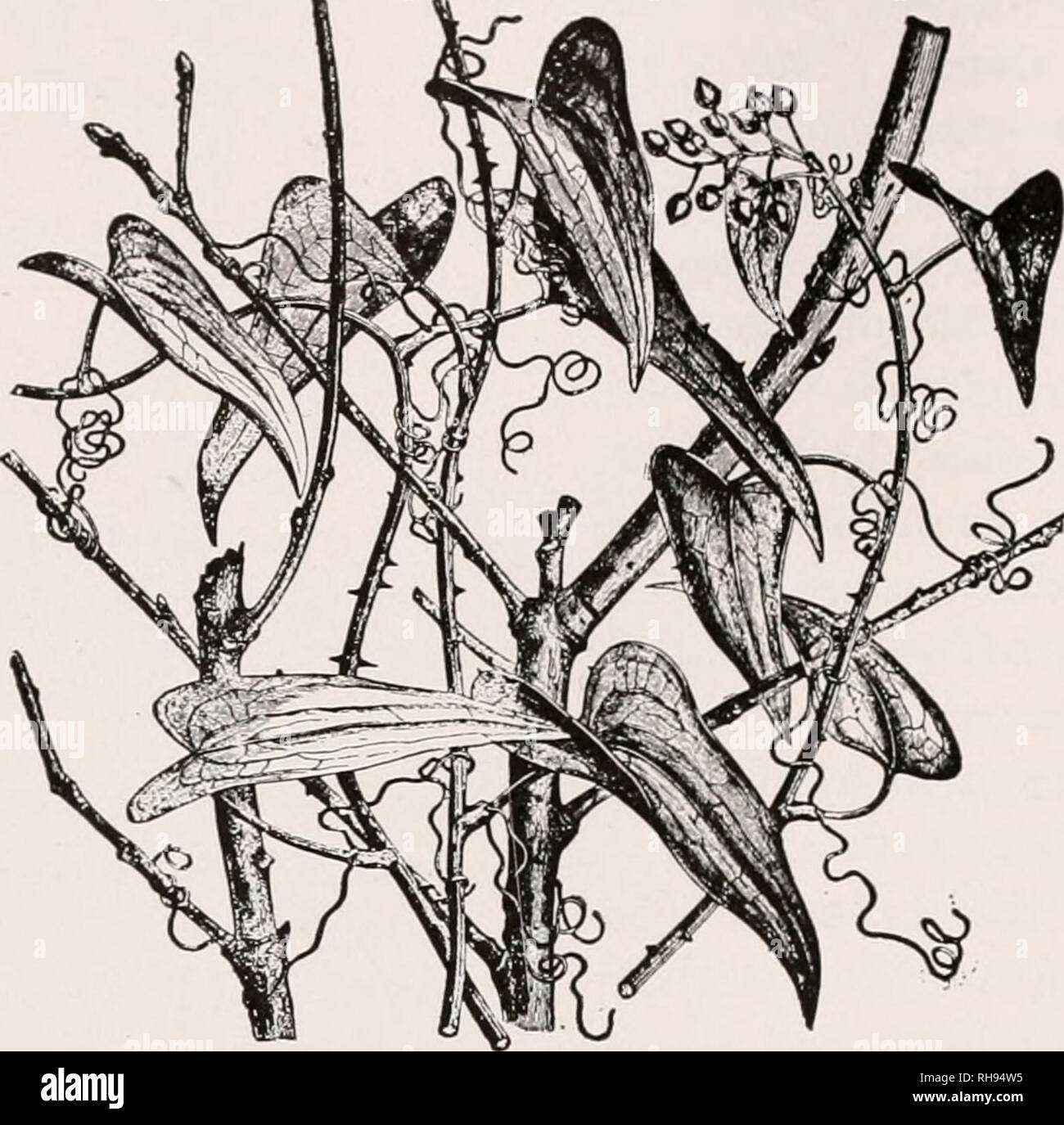 Underground Stem Difference Between Rhizome And Tuber