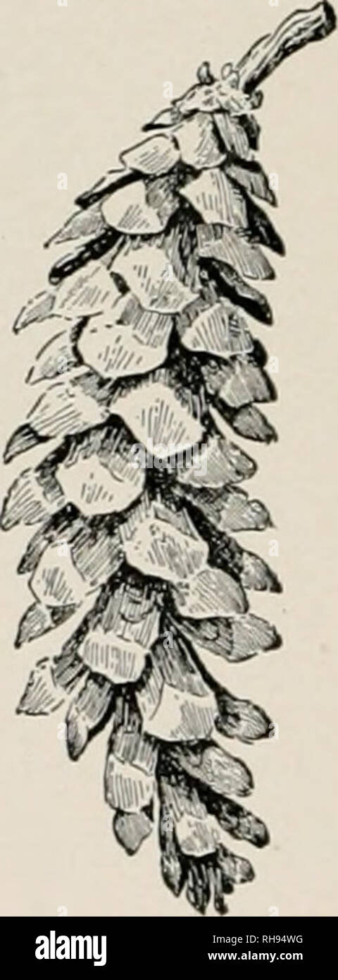 . Botany, an elementary text for schools. Botany. 271. Pistillate coue ...