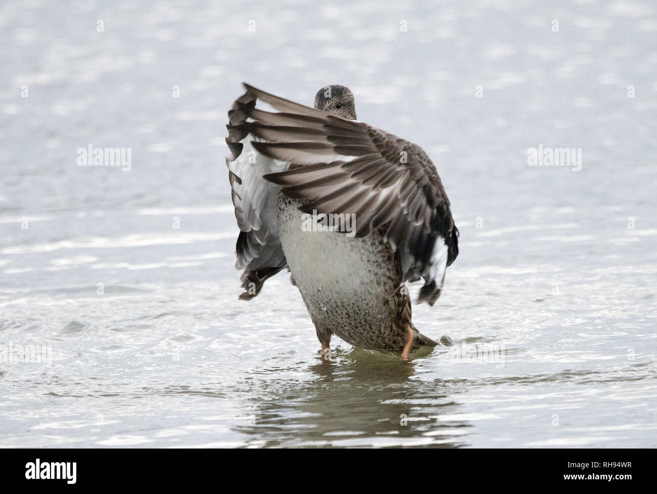 Female teal duck hi-res stock photography and images - Alamy