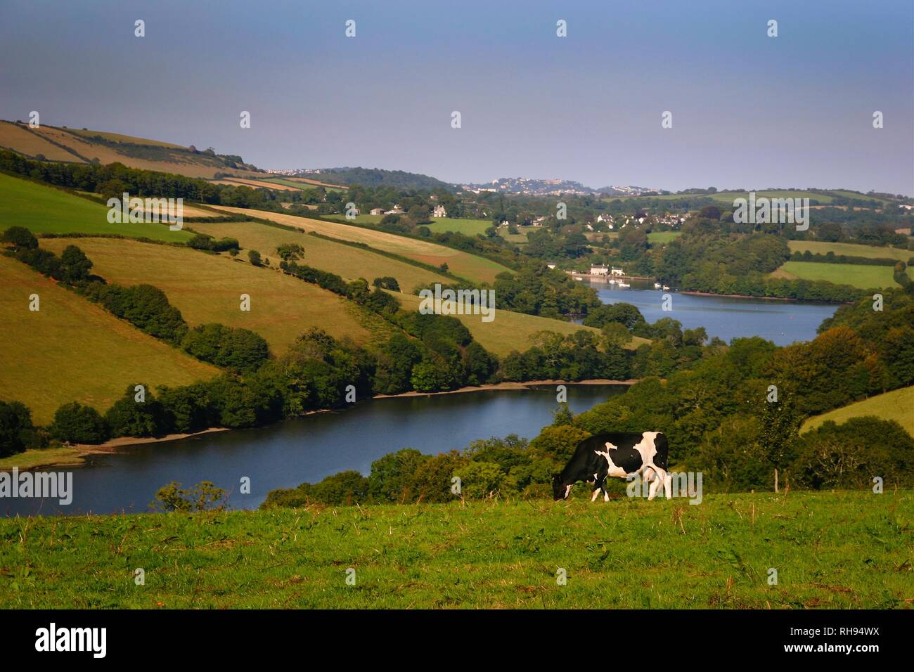 A cow at the fields of Devon, England, with a river Stock Photo - Alamy