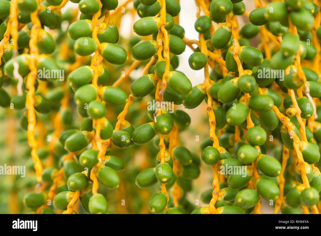 Date cluster hi-res stock photography and images - Alamy