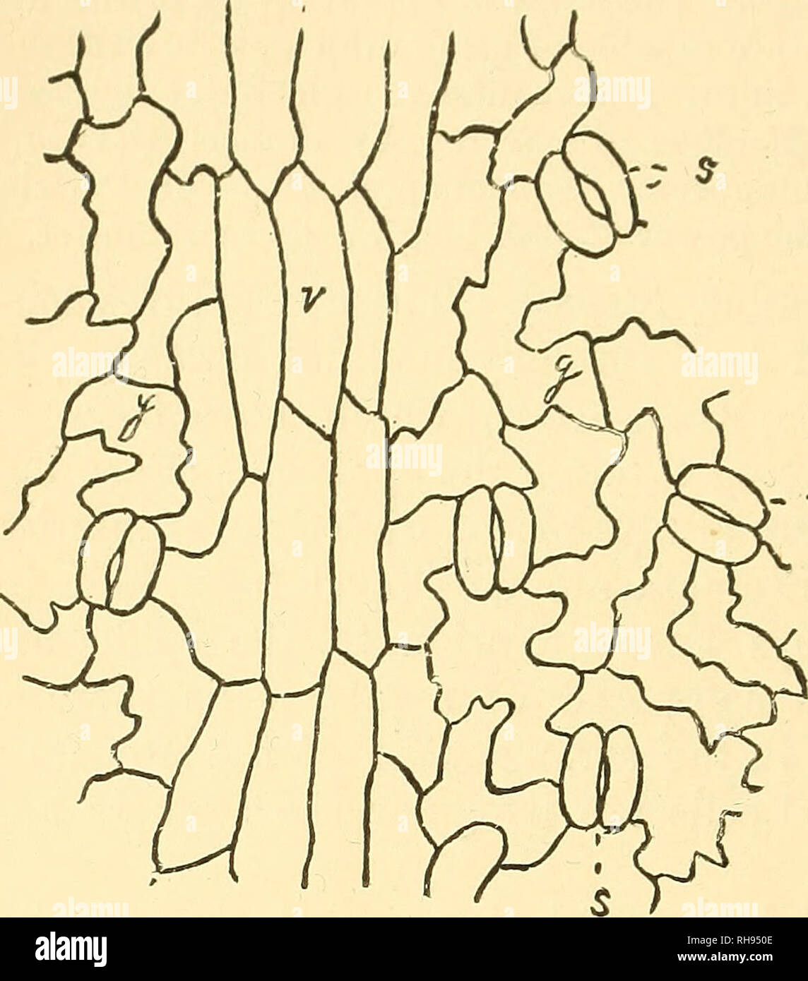 Stomata and guard cells in leaf epidermis hi-res stock photography and ...