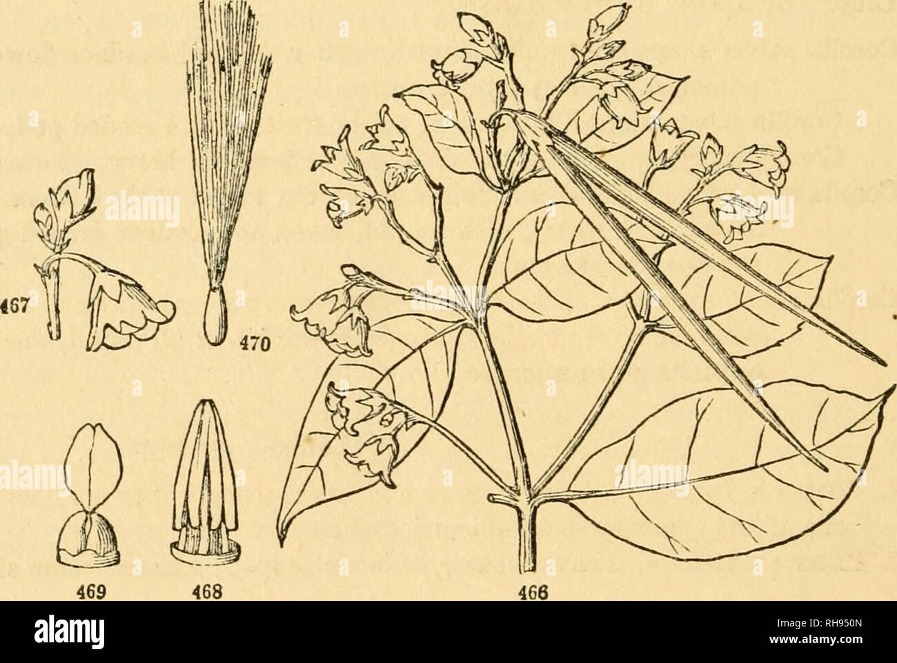 . Botany for young people and common schools. How plants grow, a simple ...