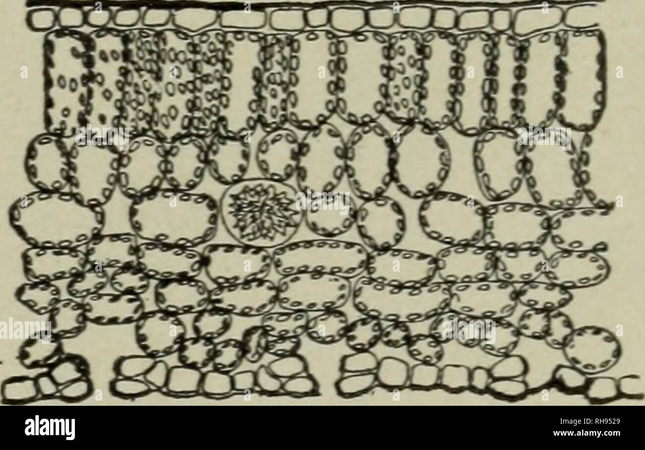 . Botany for high schools. Botany. » LEAVES: STRUCTURE 85 the epidermal ...