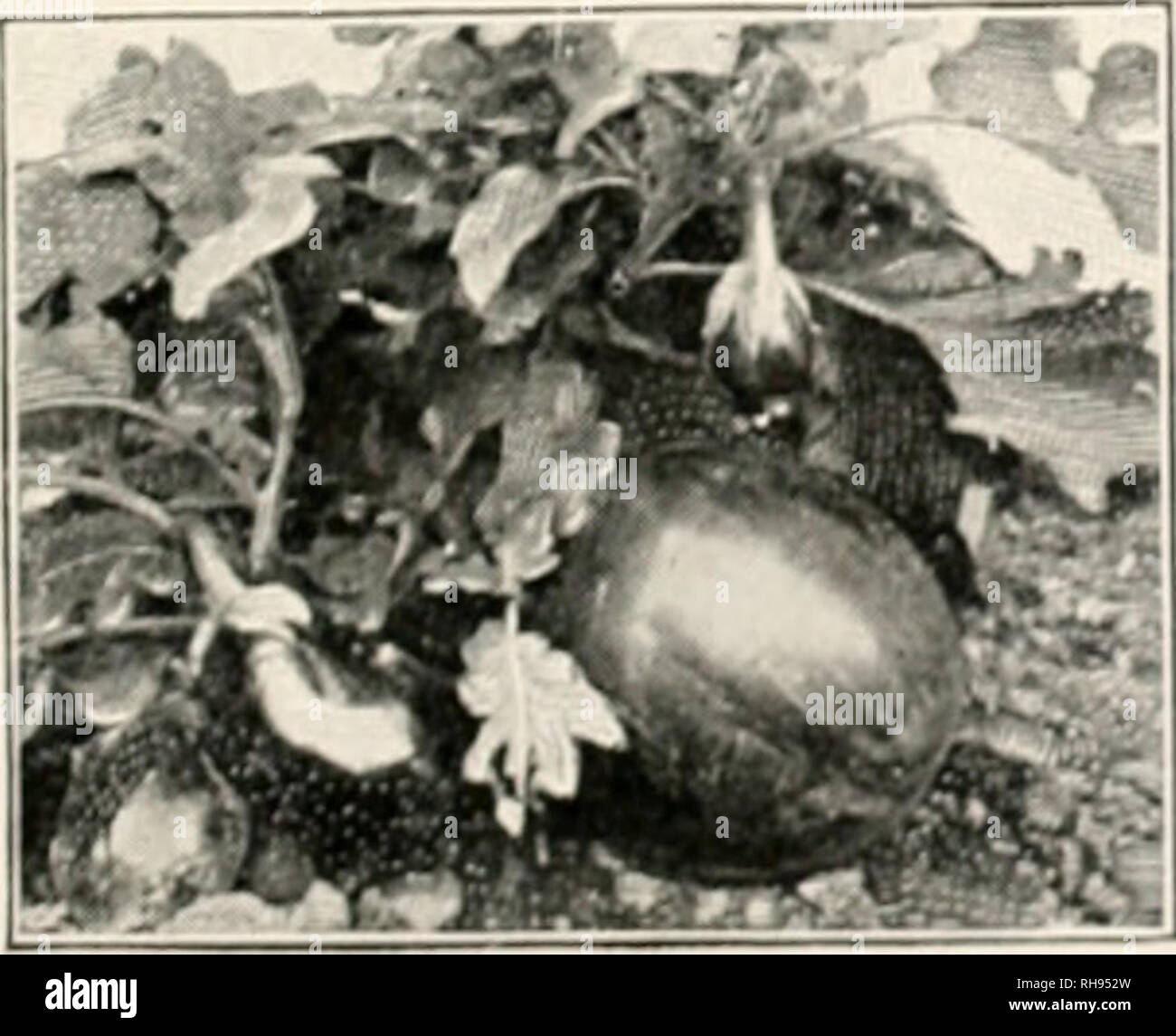 . Botany, an elementary text for schools. Botany. 360, BeiTies of the ...