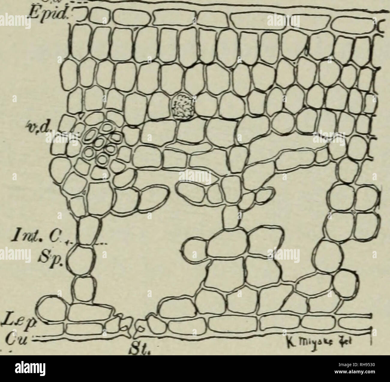 Onion cuticle hi-res stock photography and images - Alamy