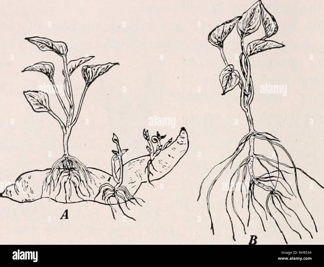 Sweet potato slips hi-res stock photography and images - Alamy