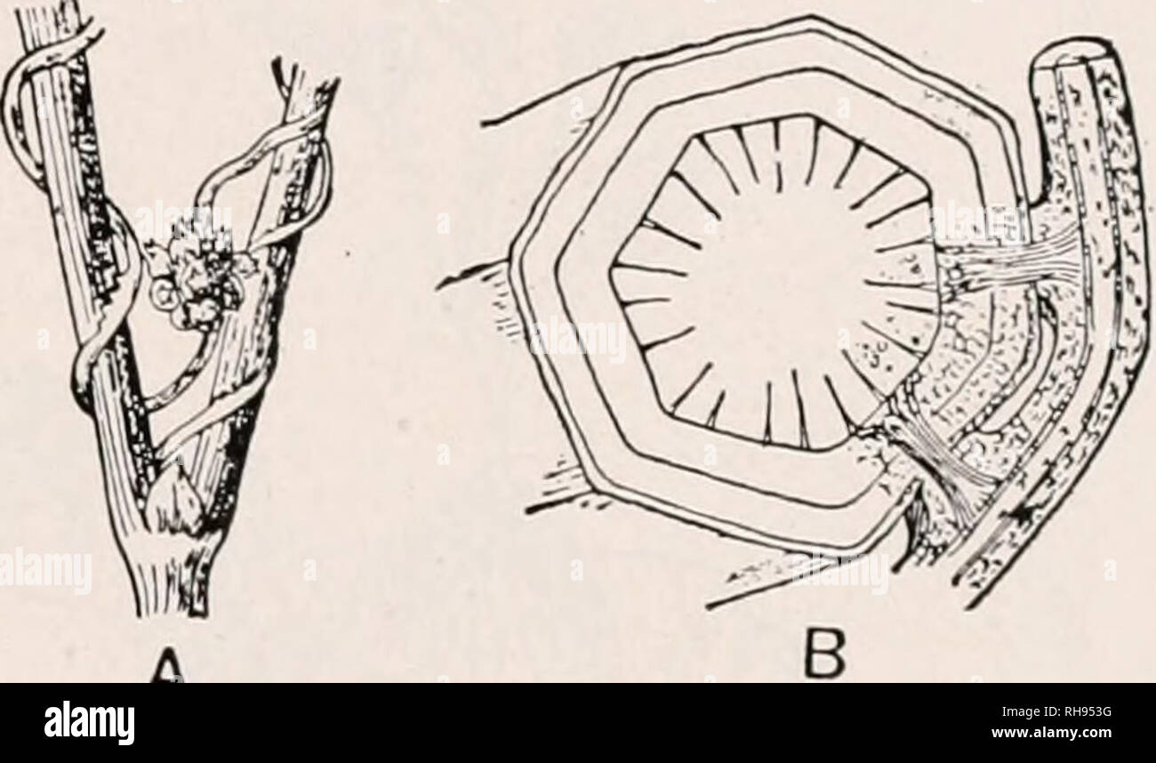 Velamen hi-res stock photography and images - Alamy