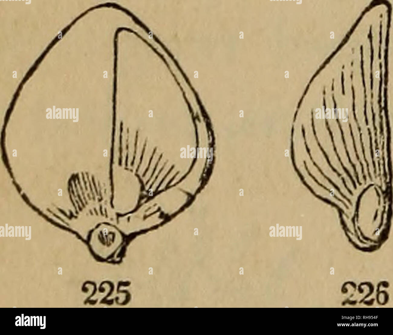 Surrounding a large seed hi-res stock photography and images - Alamy