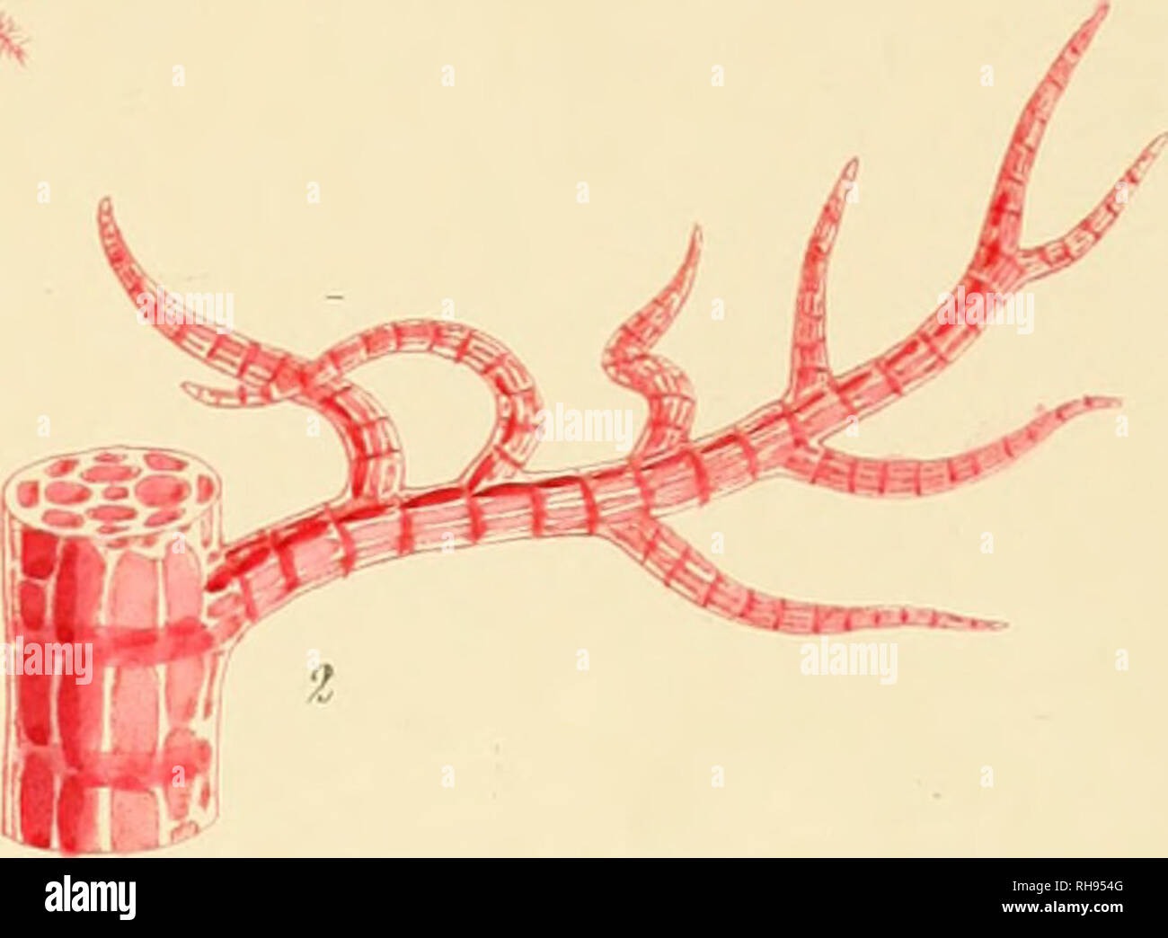 Terror erebus ship hi-res stock photography and images - Alamy