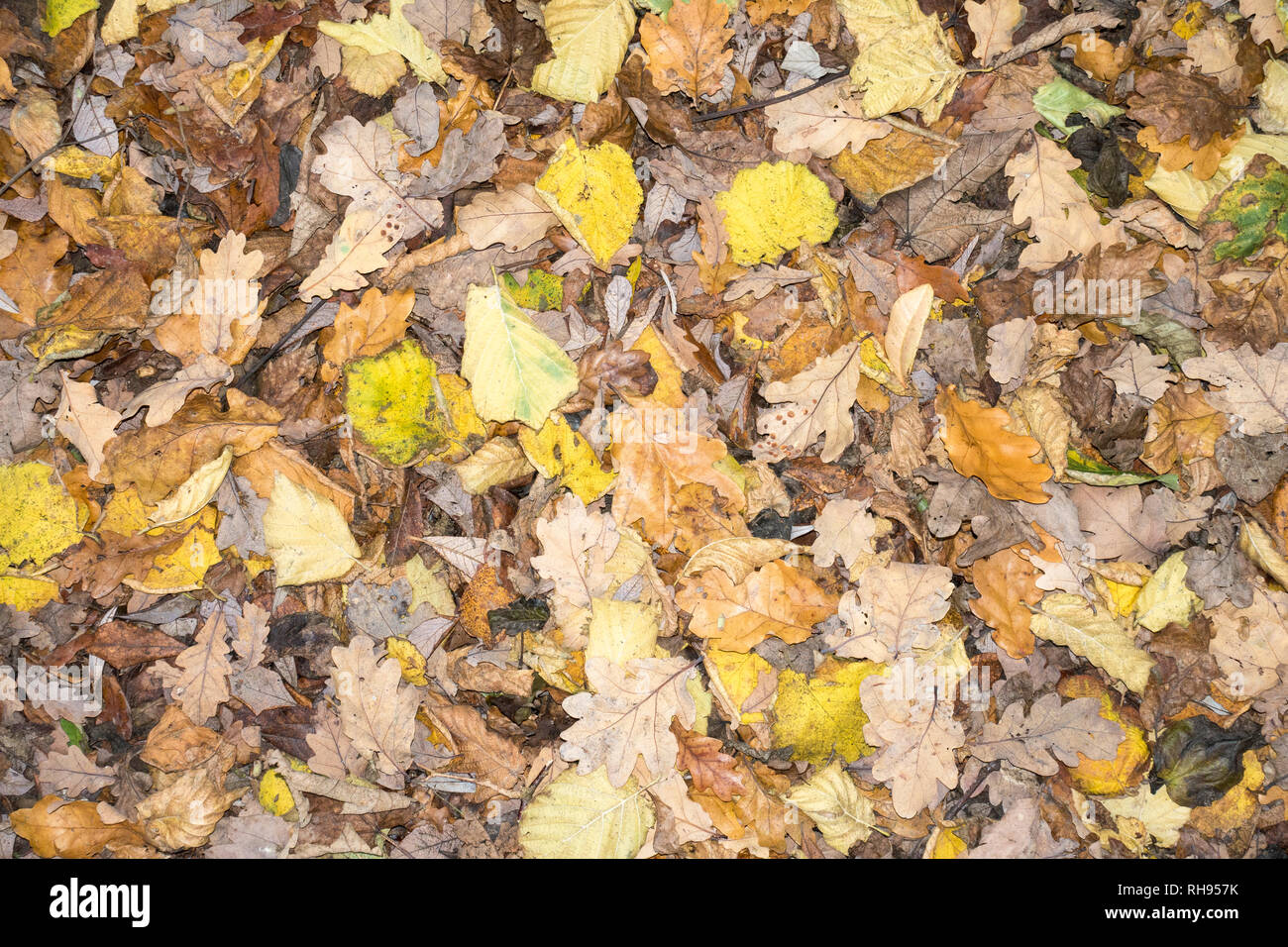 Decaying leaves hi-res stock photography and images - Alamy