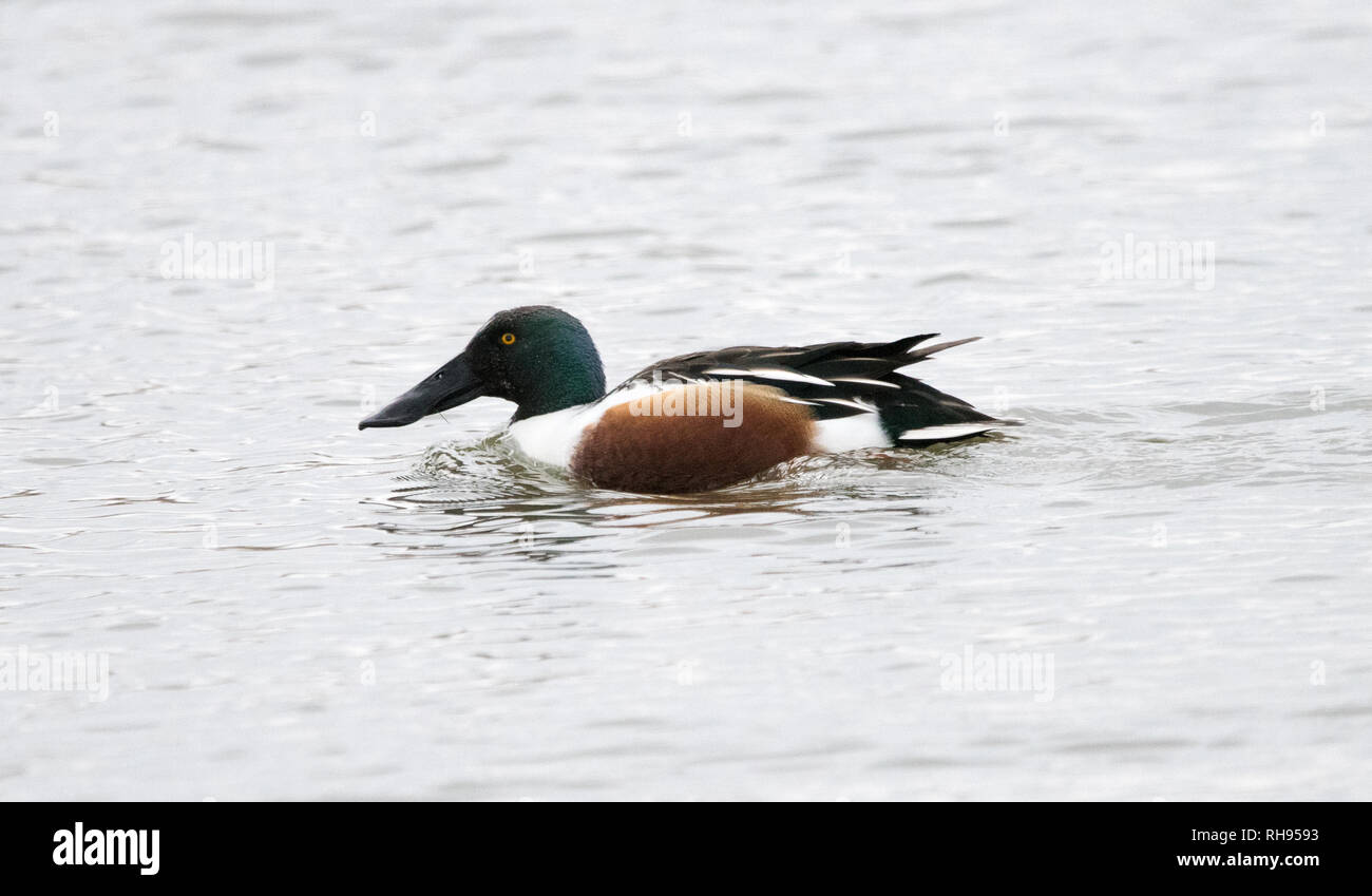 Shoveler bird uk hi-res stock photography and images - Alamy