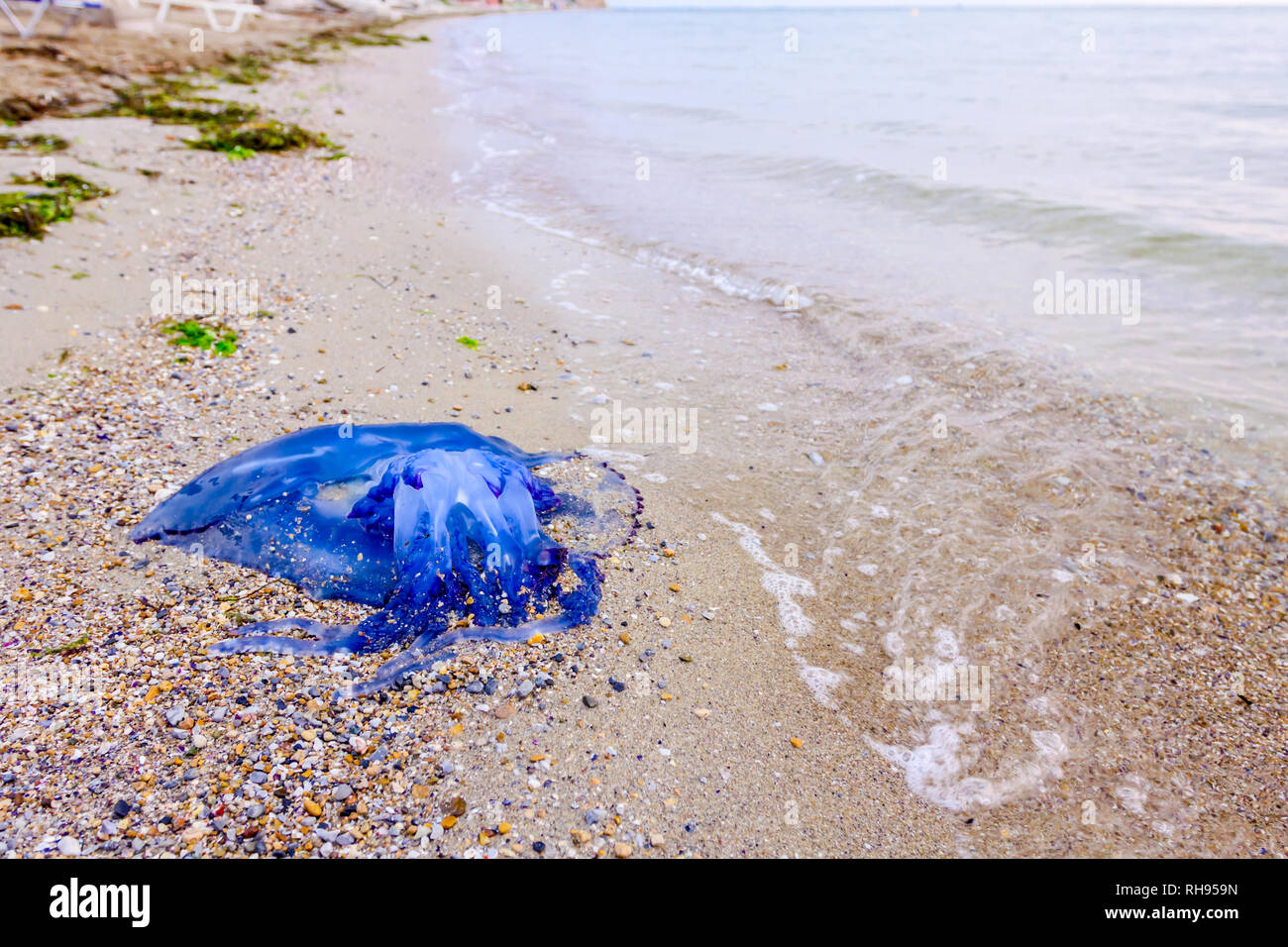 Carcass dead huge blue hi-res stock photography and images - Alamy