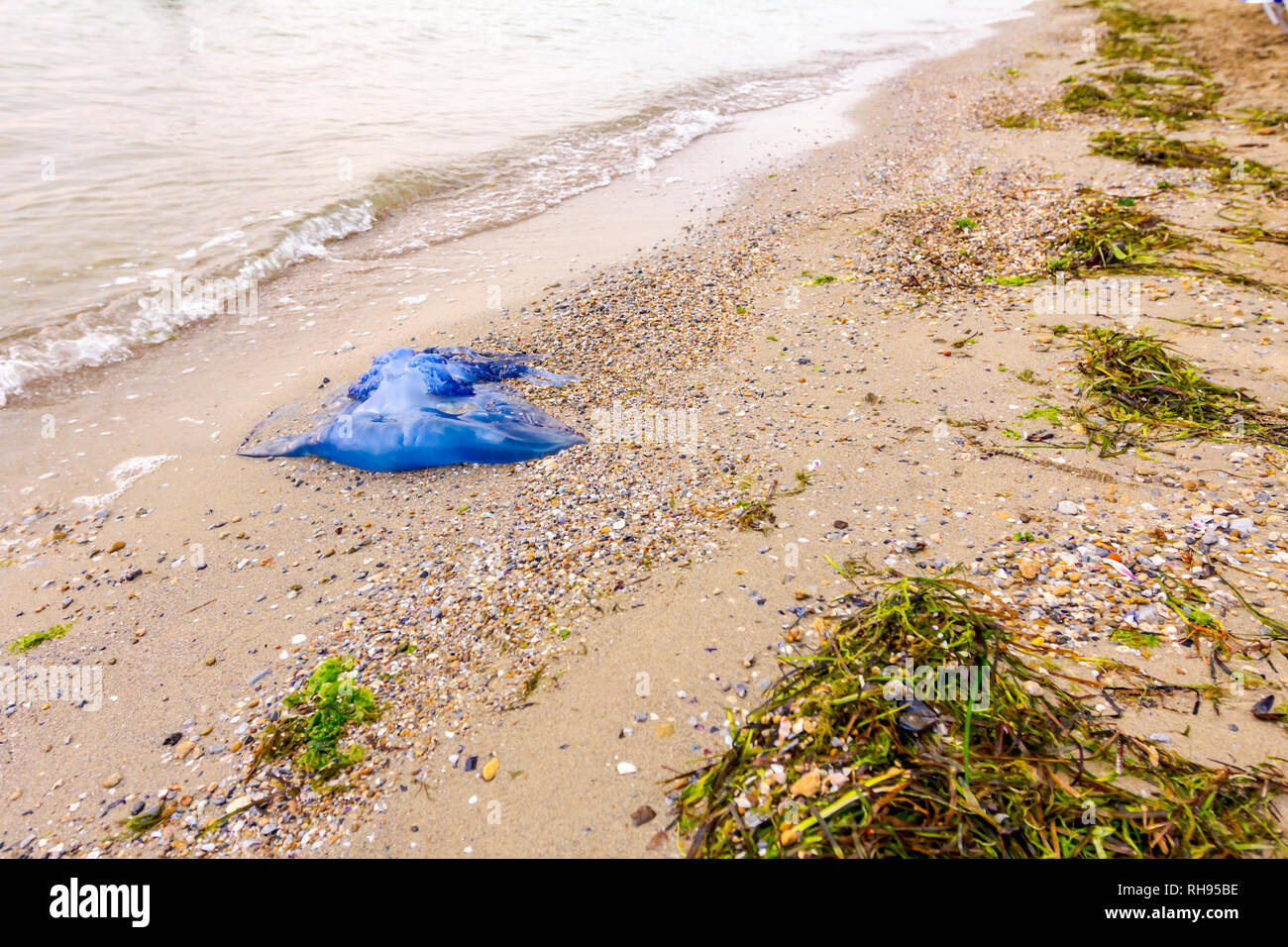 Carcass dead huge blue hi-res stock photography and images - Alamy