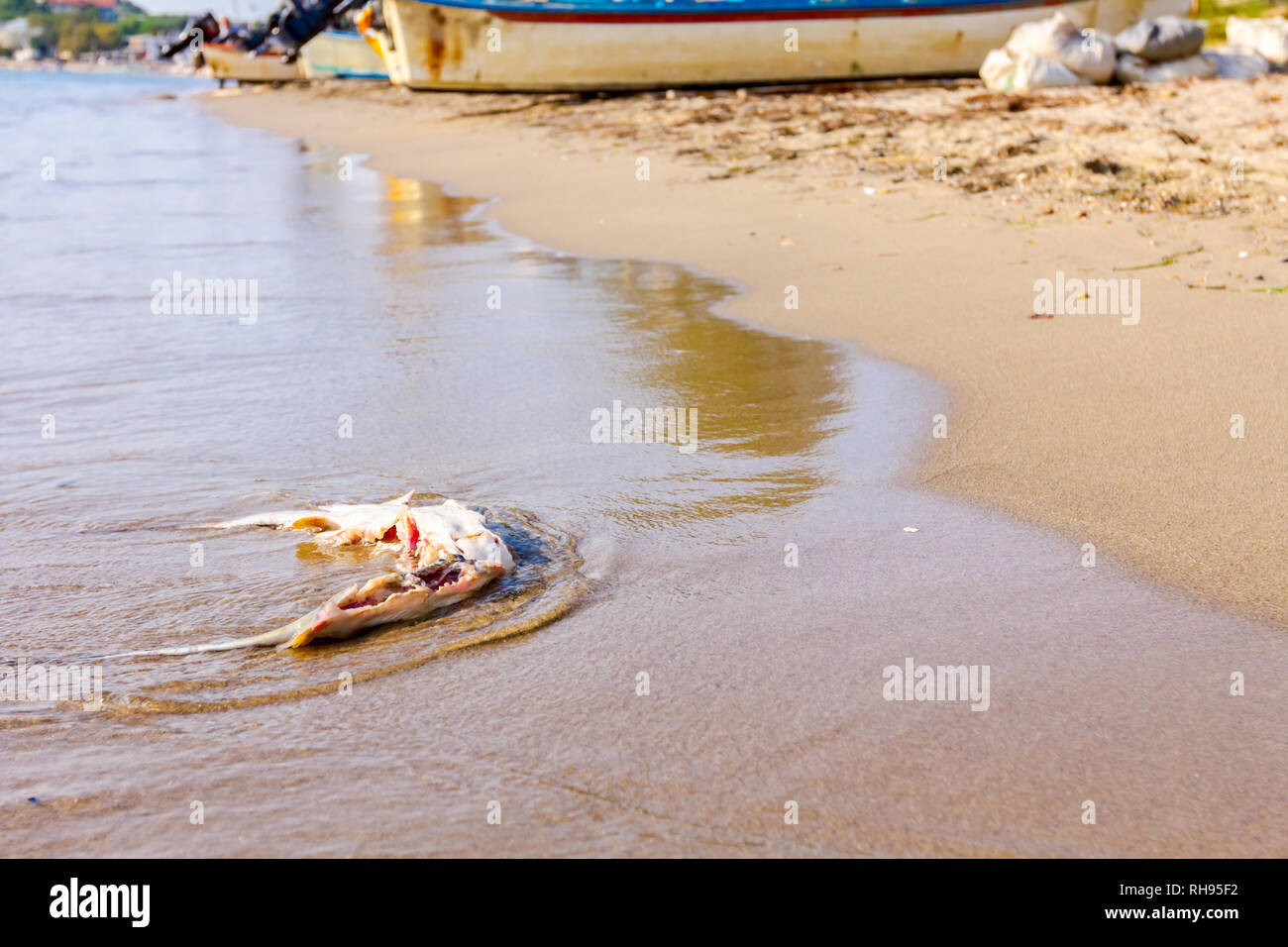Dead ray underwater hi-res stock photography and images - Alamy