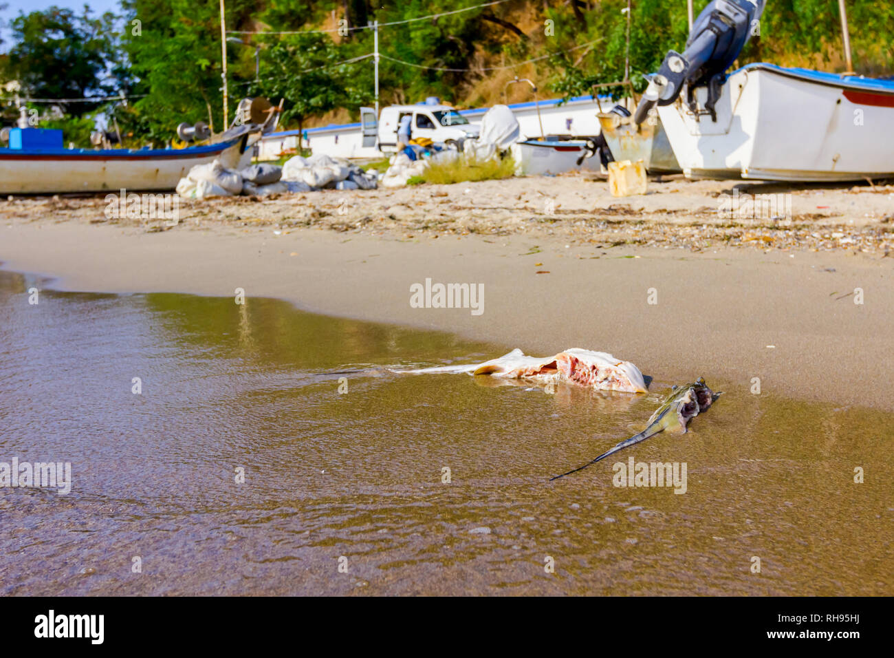 Carcass of dead, killed stingray with chop off wings is washed up by ...