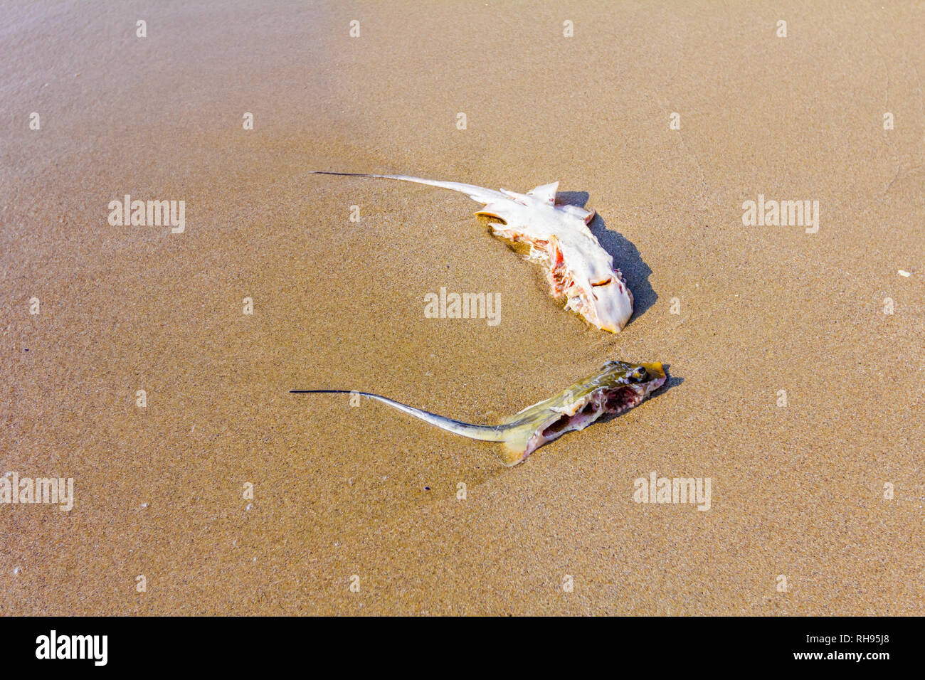 Dead ray underwater hi-res stock photography and images - Alamy