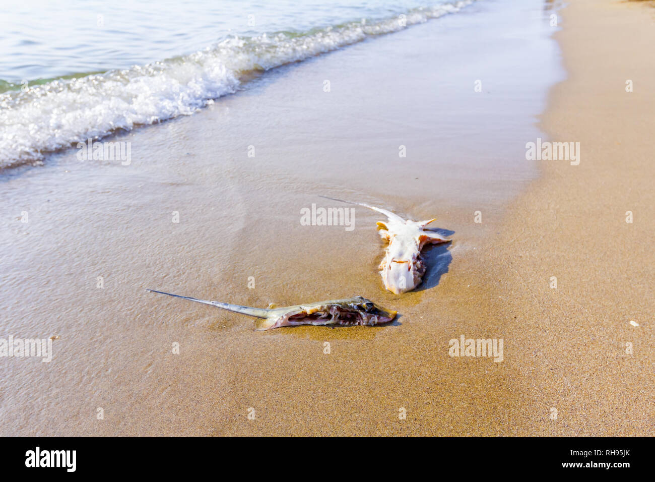 Dead stingray fish hi-res stock photography and images - Alamy