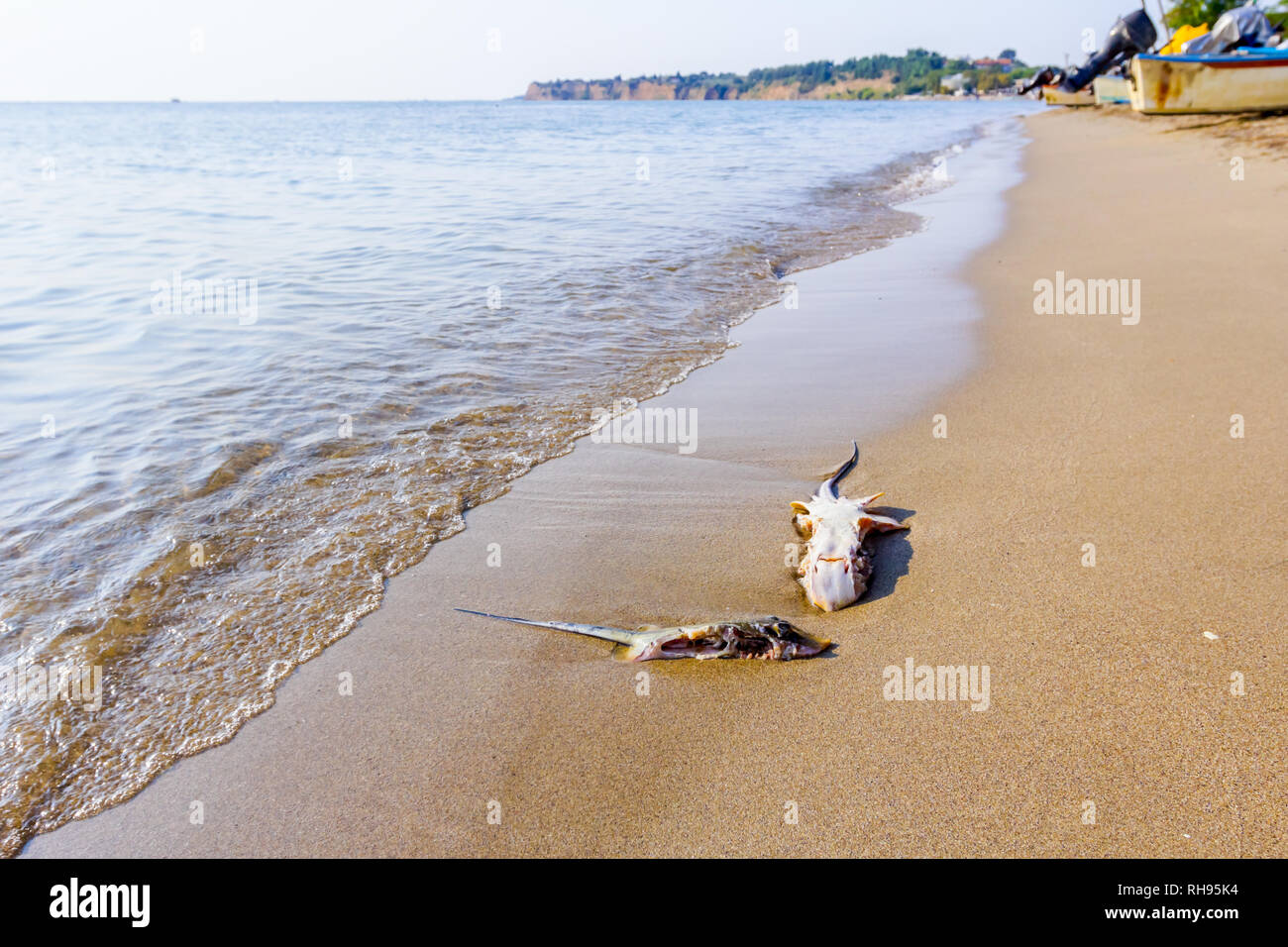 Carcass of dead, killed stingray with chop off wings is washed up by ...