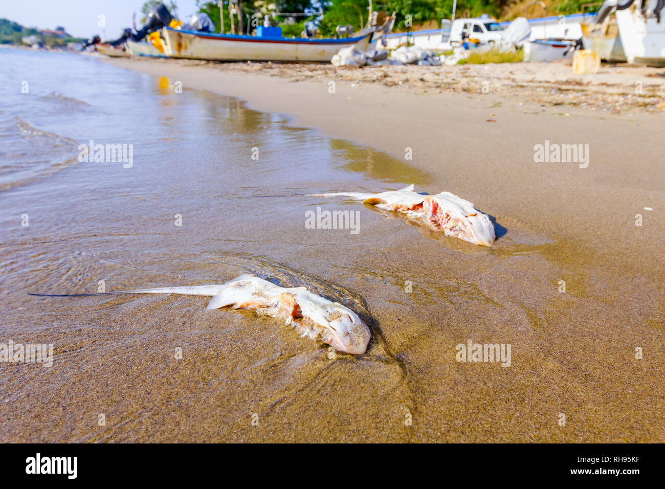 Dead ray underwater hi-res stock photography and images - Alamy