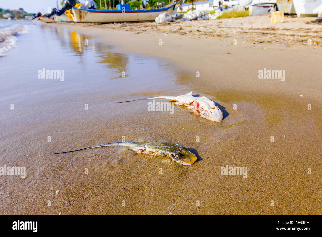 Carcass of dead, killed stingray with chop off wings is washed up by ...