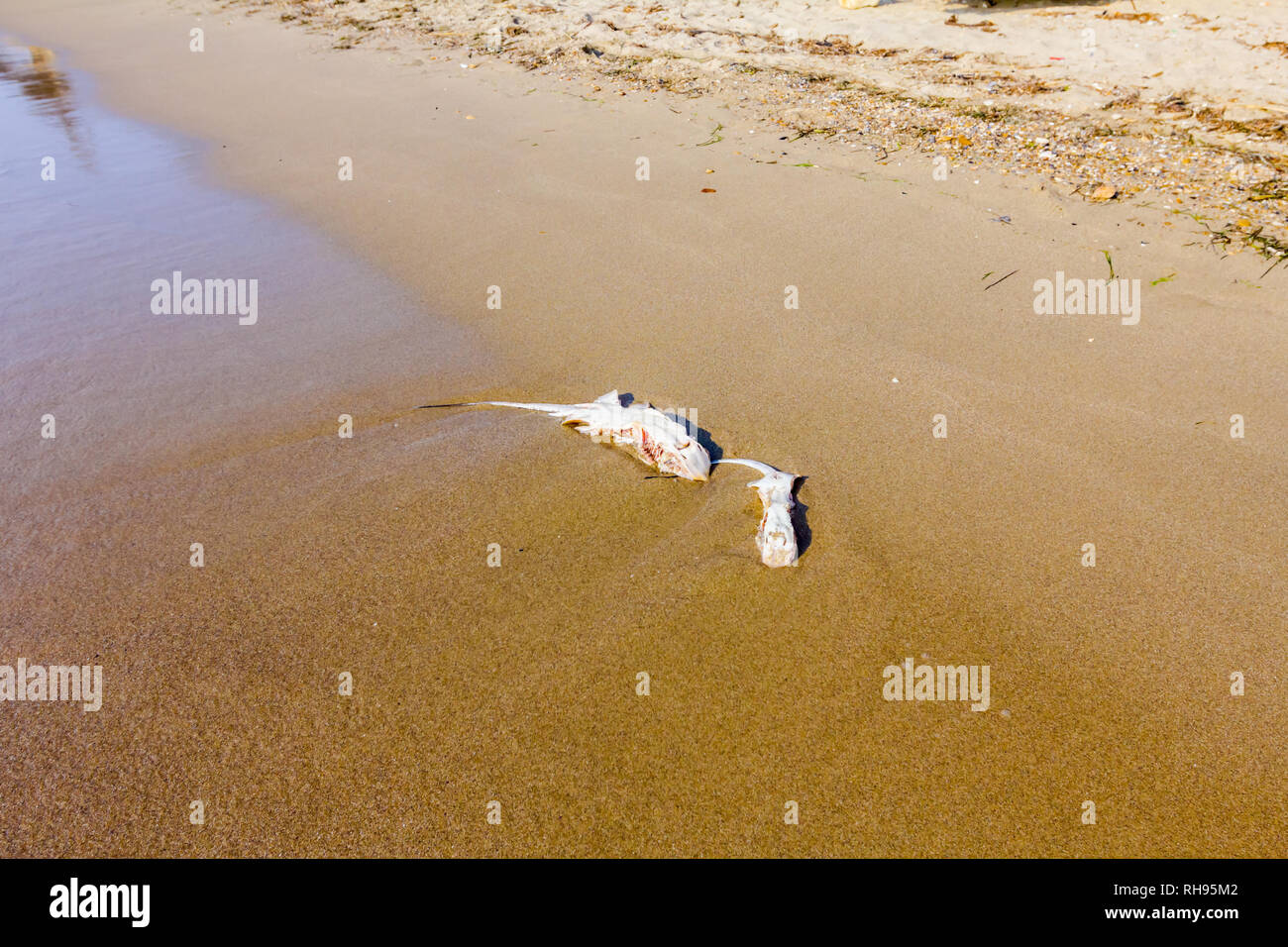 Carcass of dead, killed stingray with chop off wings is washed up by ...