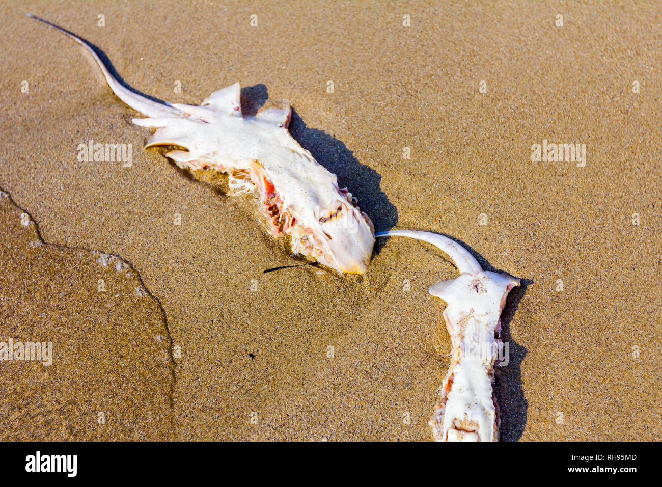 Carcass of dead, killed stingray with chop off wings is washed up by ...