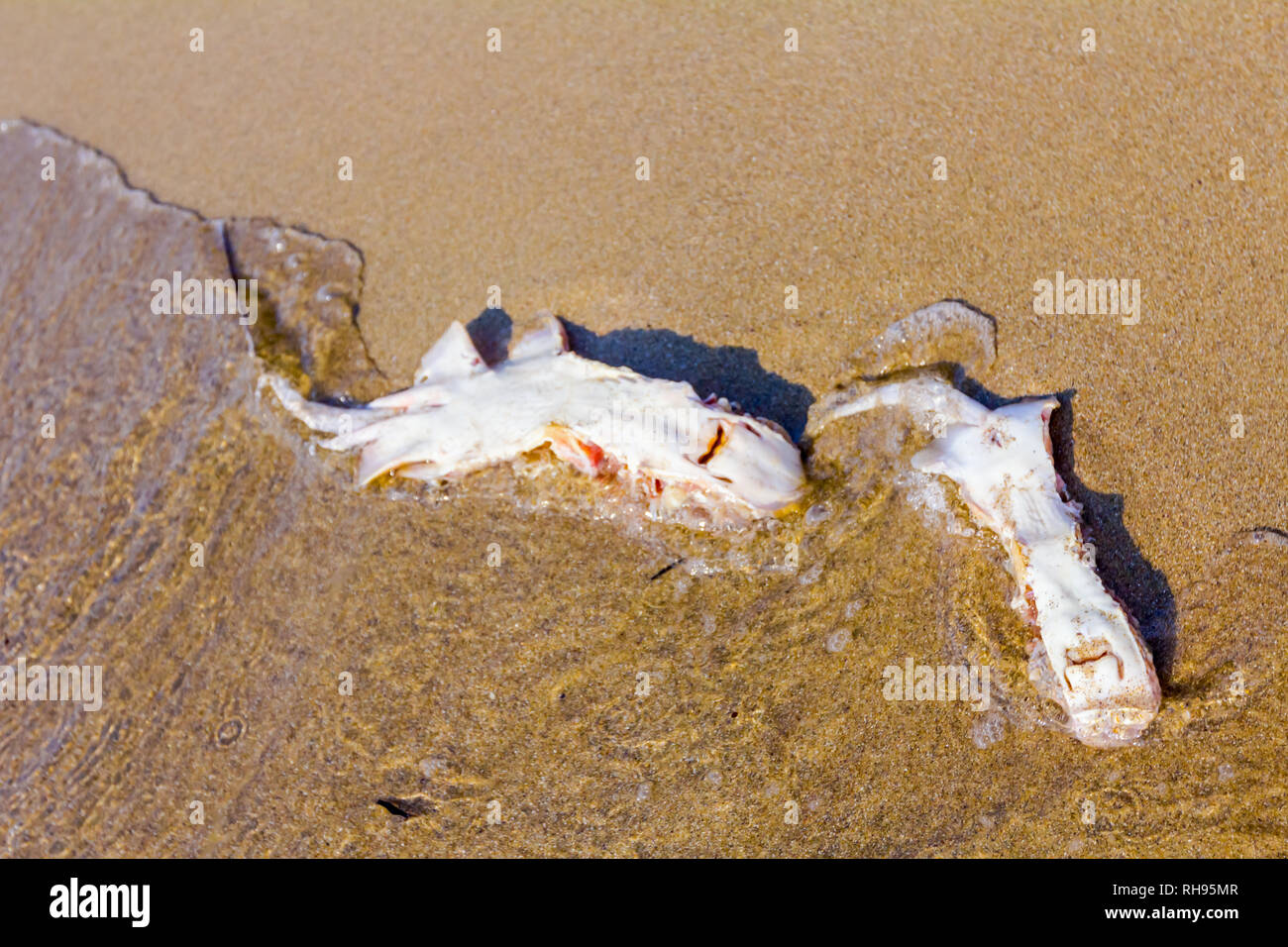Carcass of dead, killed stingray with chop off wings is washed up by ...