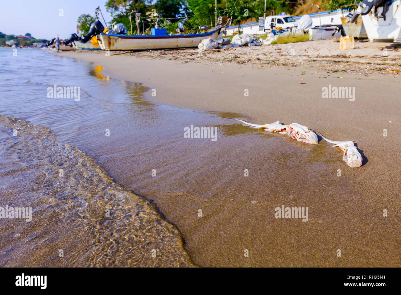 Stingray carcass hi-res stock photography and images - Alamy