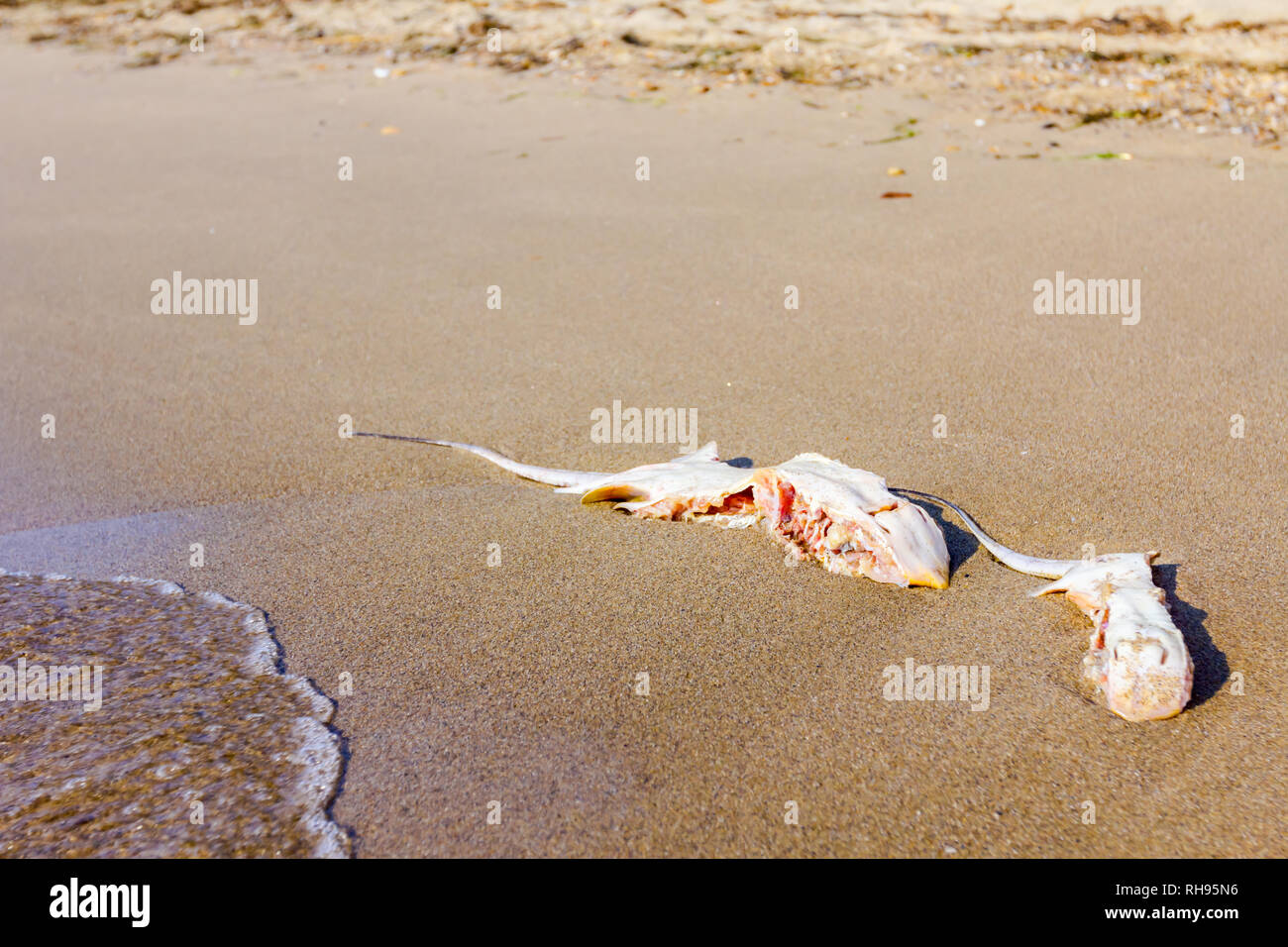 Carcass of dead, killed stingray with chop off wings is washed up by ...