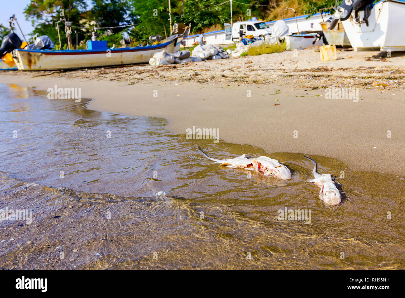 Dead ray underwater hi-res stock photography and images - Alamy