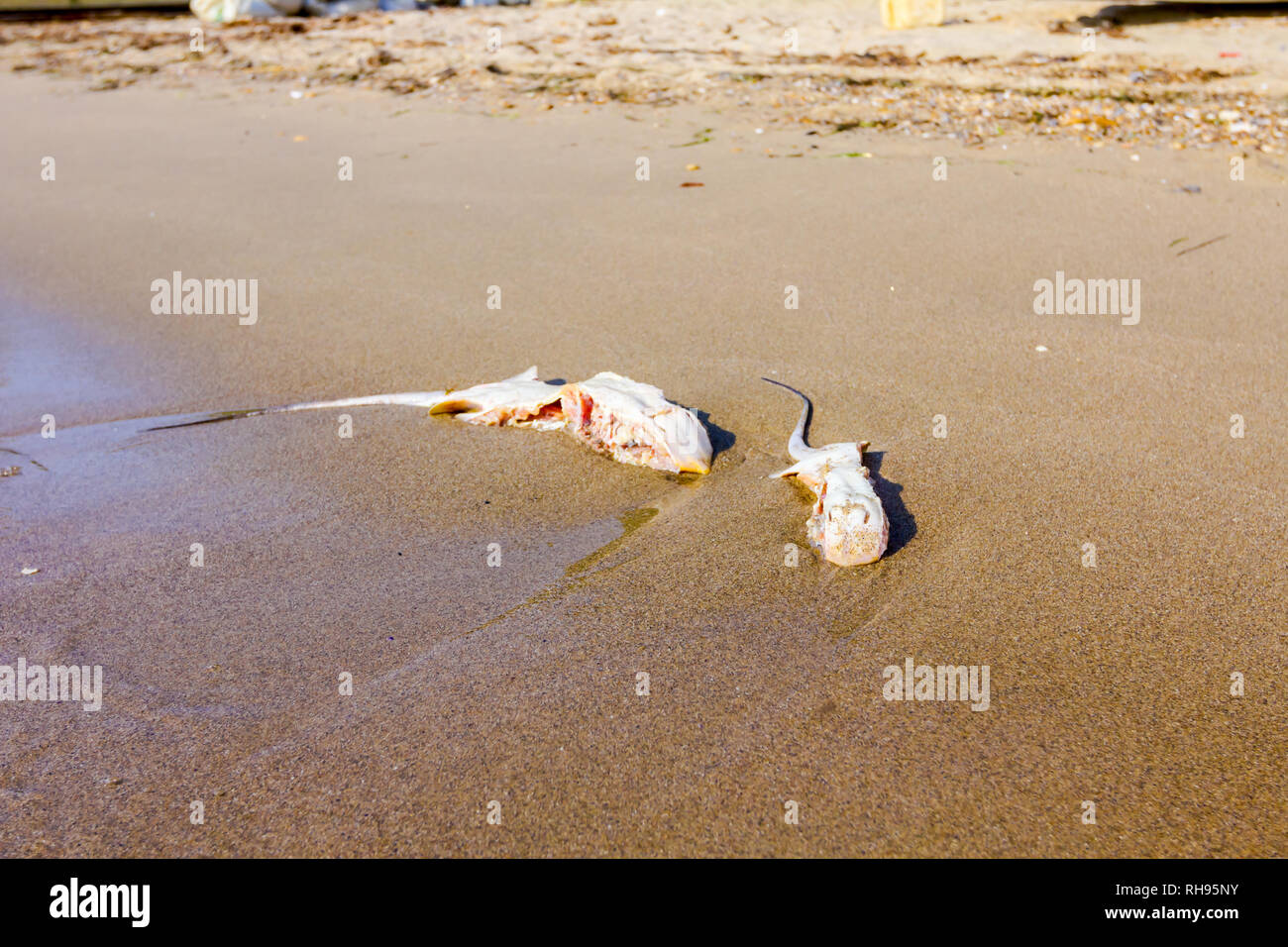 Carcass of dead, killed stingray with chop off wings is washed up by ...