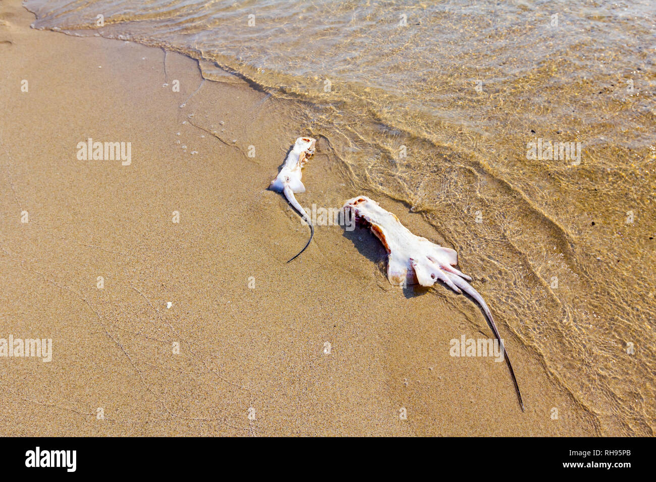 Carcass of dead, killed stingray with chop off wings is washed up by ...