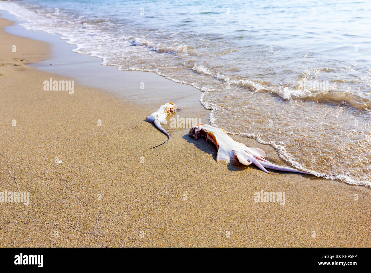 Dead stingray fish hi-res stock photography and images - Alamy