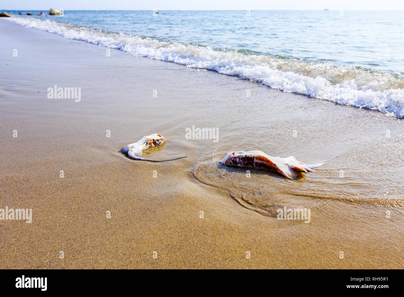 Carcass of dead, killed stingray with chop off wings is washed up by ...