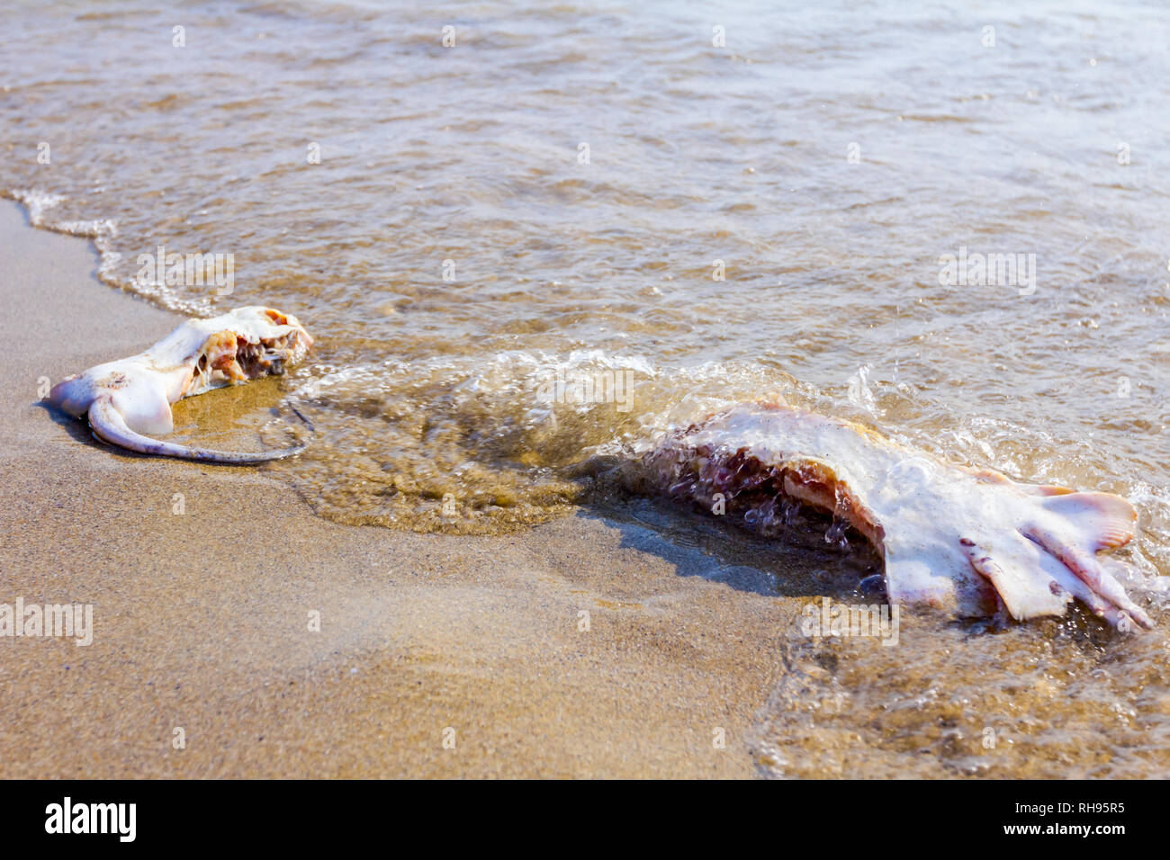 Carcass of dead, killed stingray with chop off wings is washed up by ...