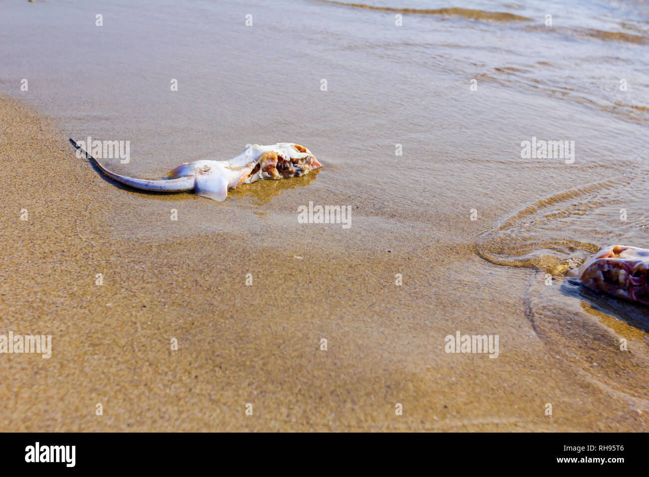 Carcass of dead, killed stingray with chop off wings is washed up by ...