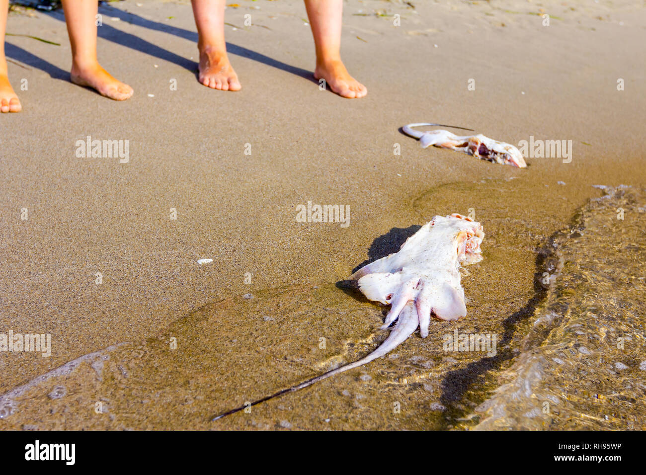 Tourists are looking carcass of dead, killed stingray with chop off ...