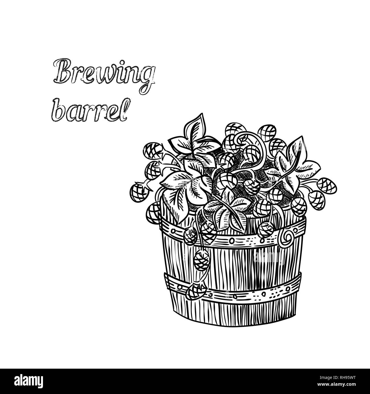 Vector illustration of hand drawn barrel of hop - engraved illustration ...