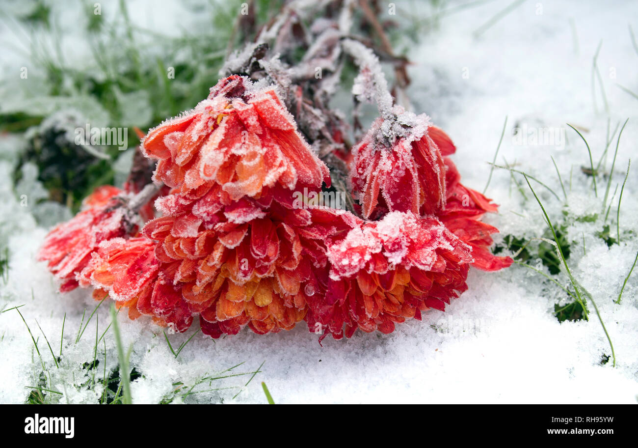 Chrysanthemums grass hi-res stock photography and images - Alamy