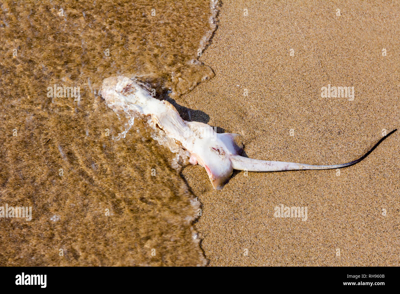 Carcass of dead, killed stingray with chop off wings is washed up by ...