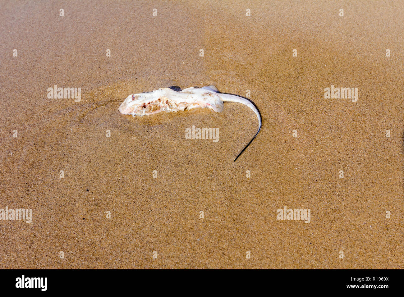 Dead ray underwater hi-res stock photography and images - Alamy