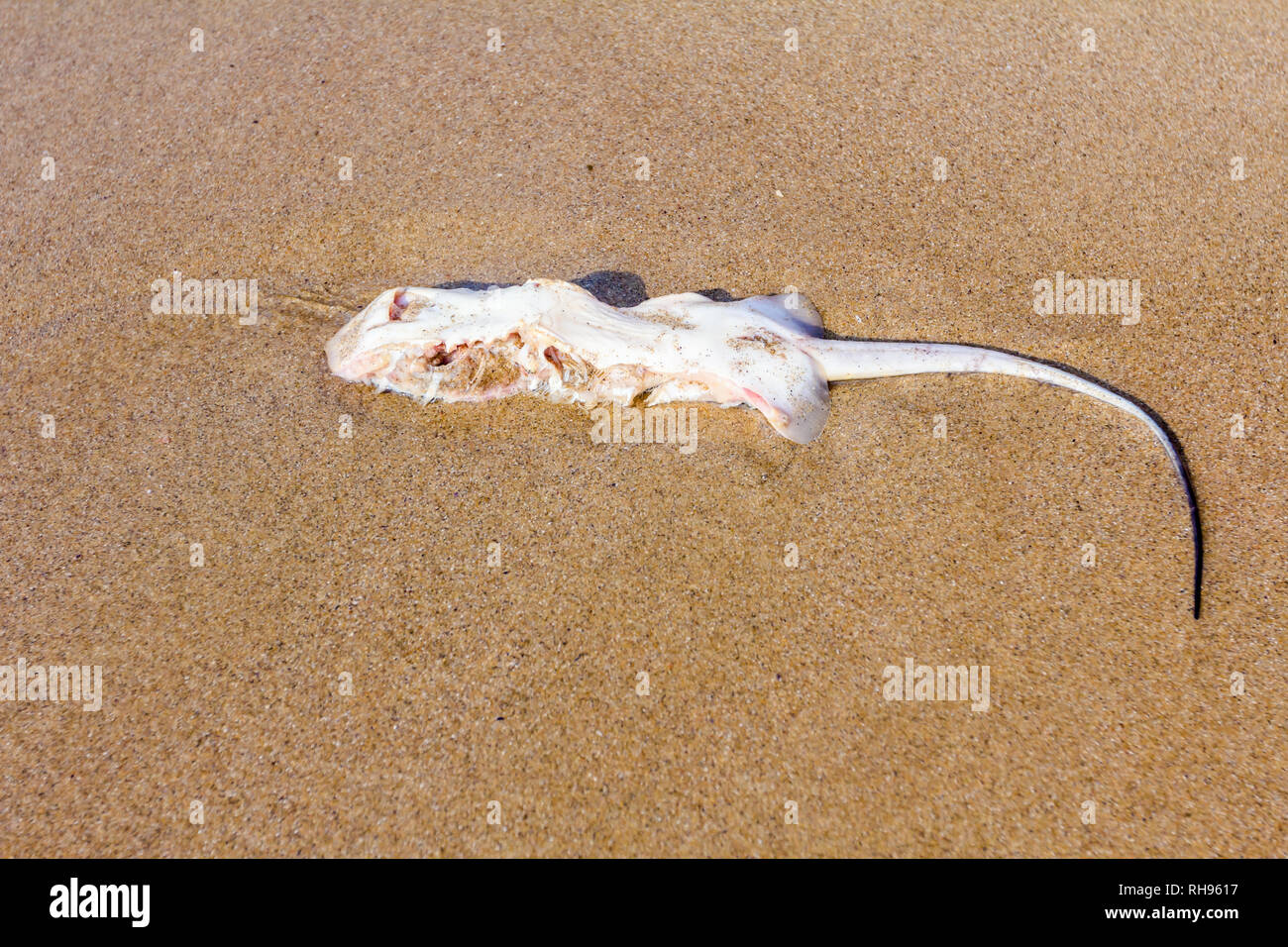 Carcass of dead, killed stingray with chop off wings is washed up by ...