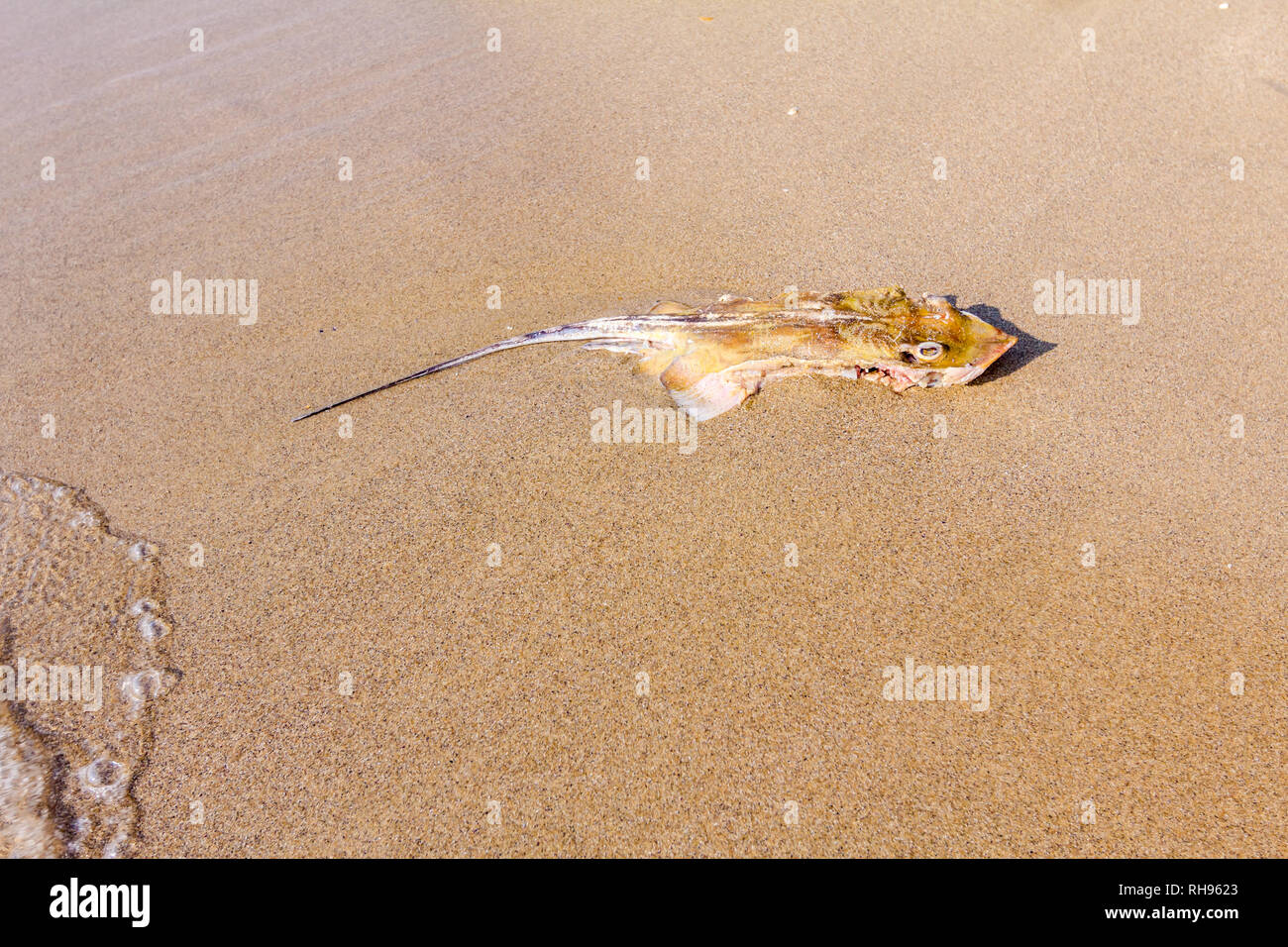Carcass of dead, killed stingray with chop off wings is washed up by ...