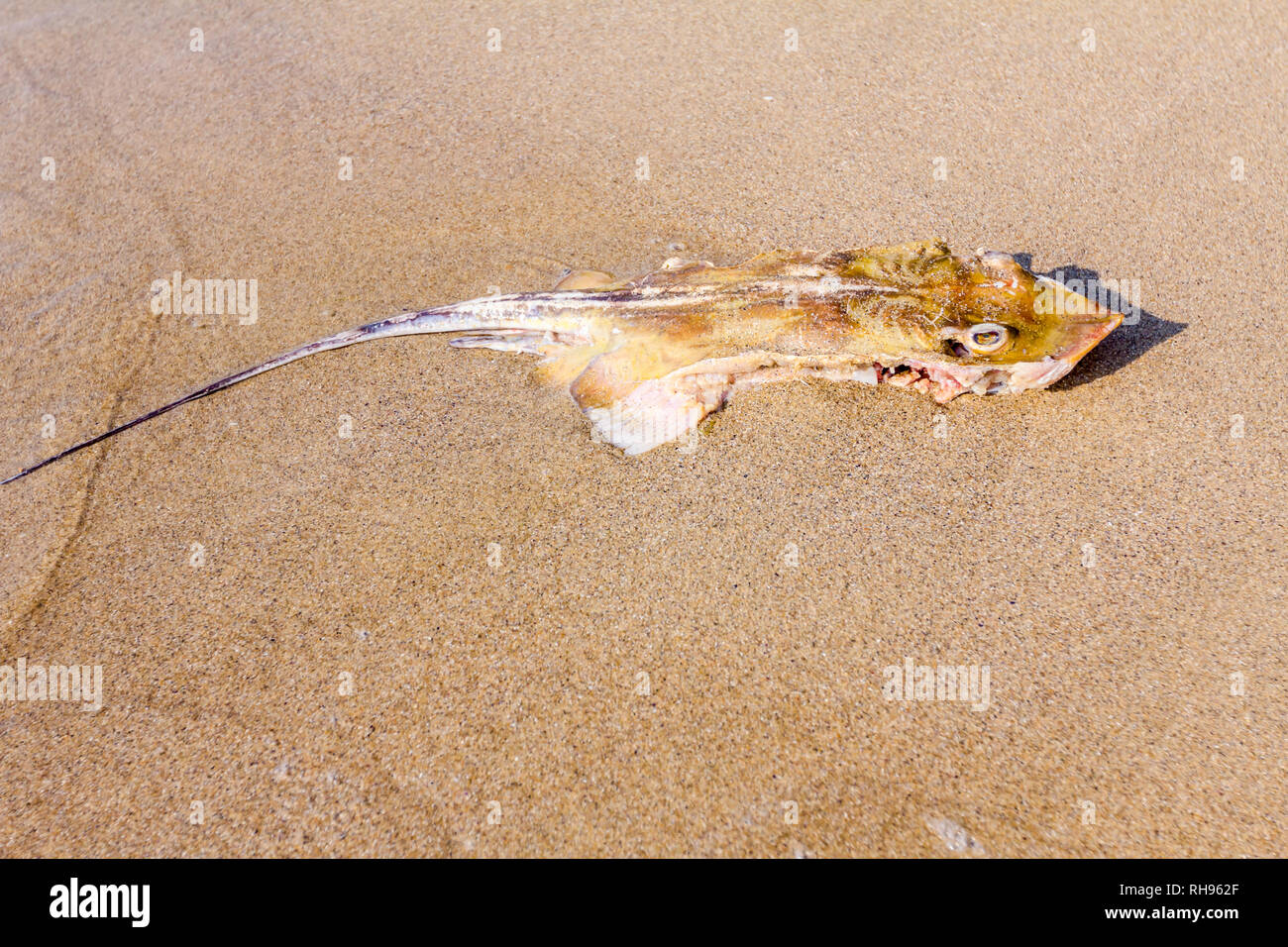 Carcass of dead, killed stingray with chop off wings is washed up by ...