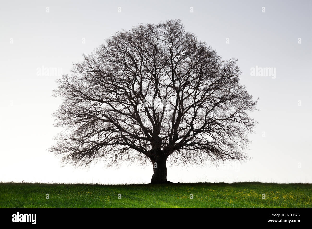 Giant oak tree hi-res stock photography and images - Alamy