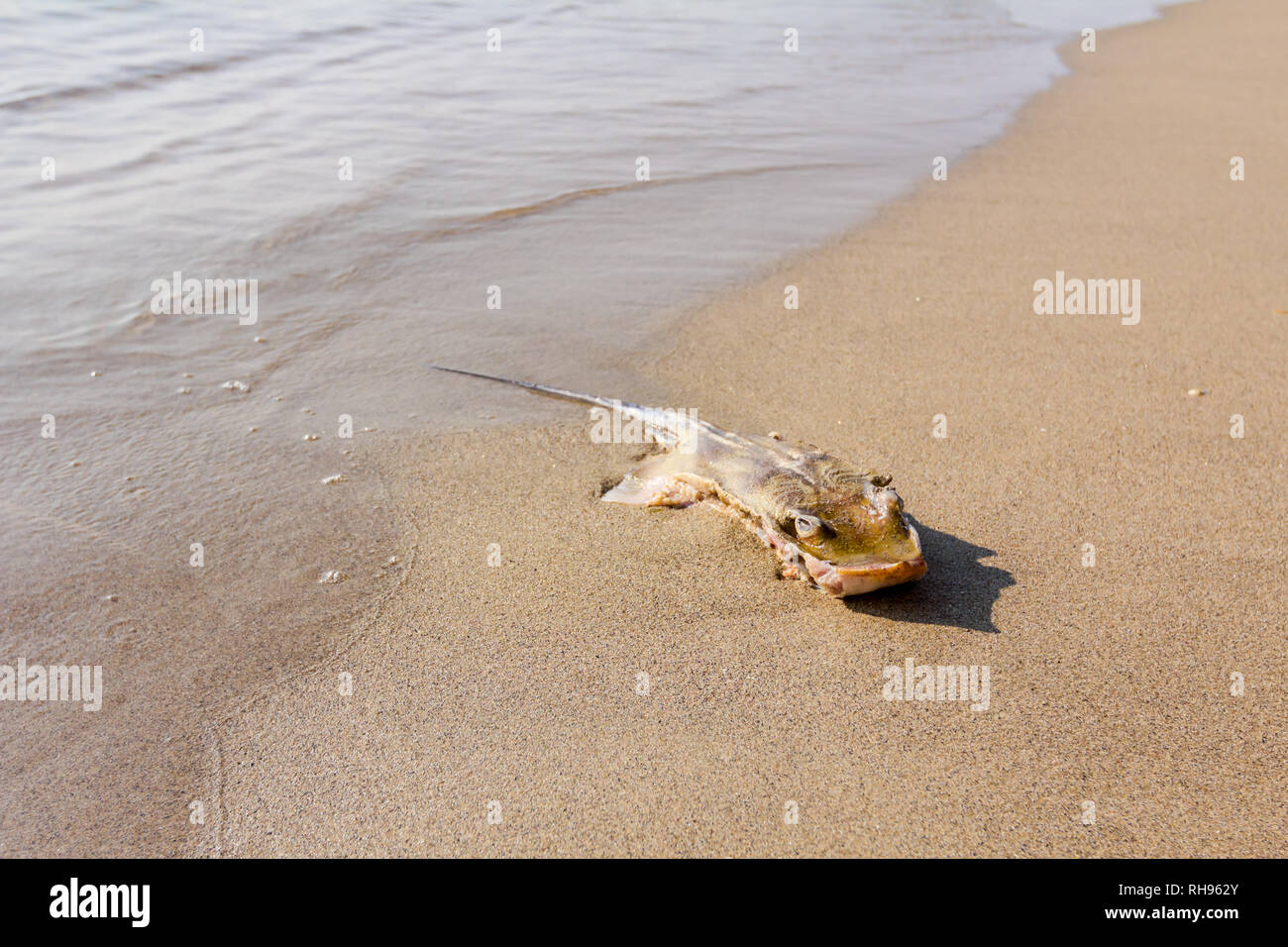 Carcass of dead, killed stingray with chop off wings is washed up by ...