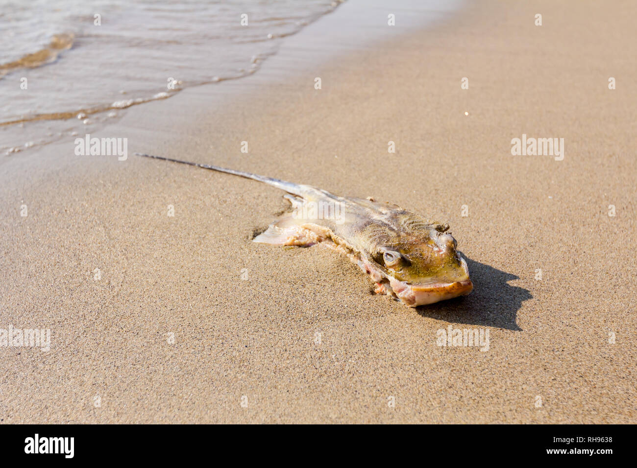 Carcass of dead, killed stingray with chop off wings is washed up by ...