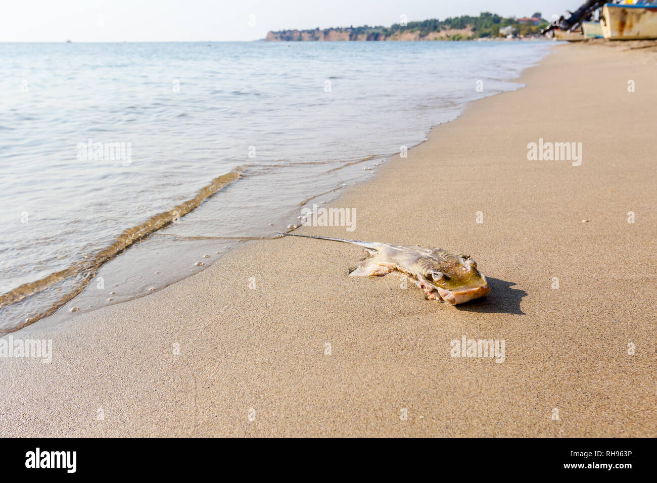 Carcass of dead, killed stingray with chop off wings is washed up by ...