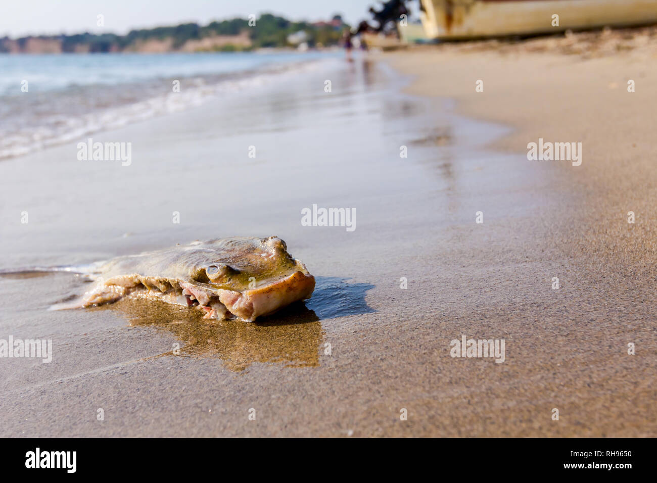Carcass of dead, killed stingray with chop off wings is washed up by ...